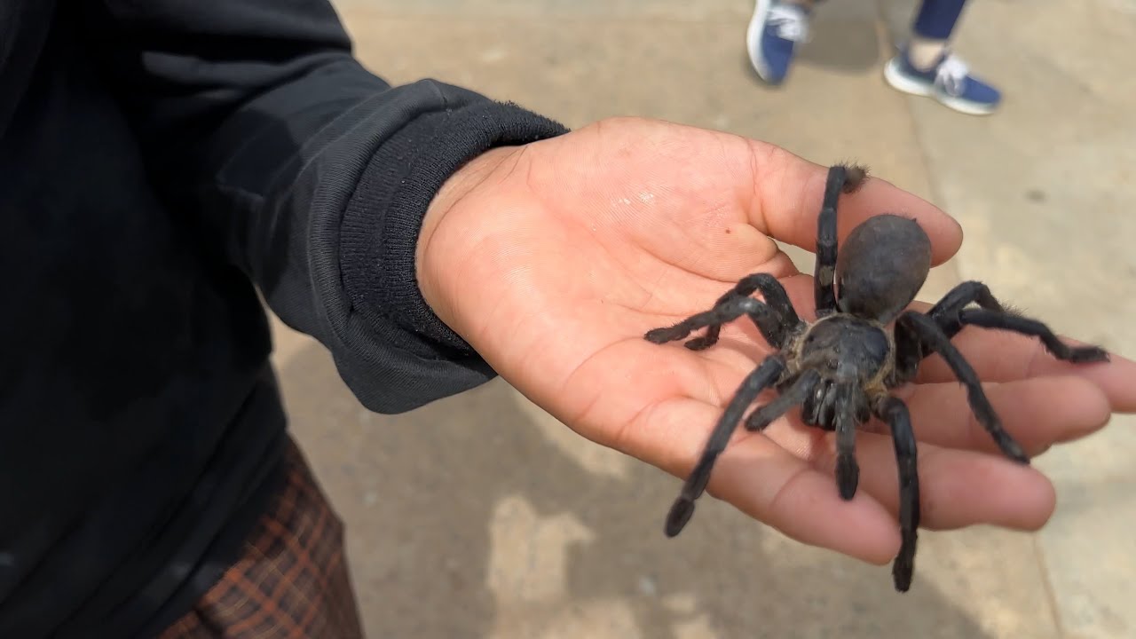 Cambodian Spider Market offers fried Tarantula Delicacy 🇰🇭 Skuon Spider ...