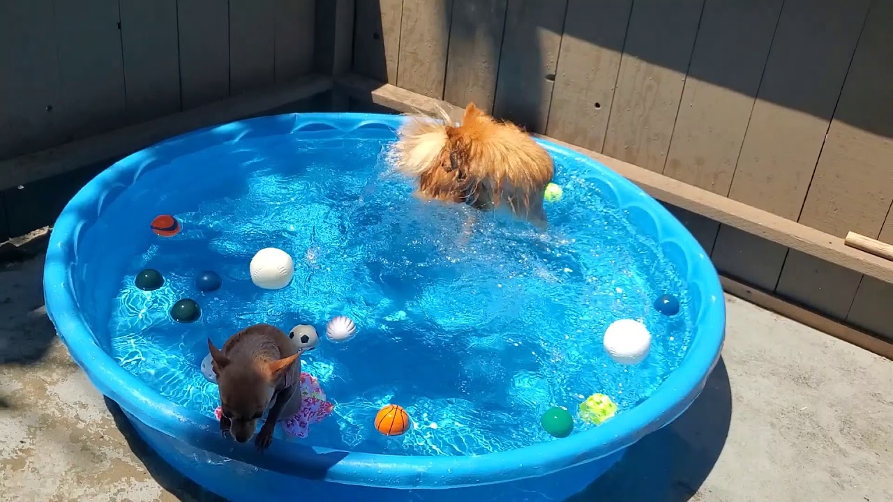 Fluffy and Lady pool fun - YouTube