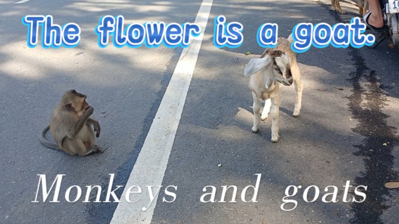 "Caught on Camera: Monkeys & Goats in Their Natural Playground - YouTube