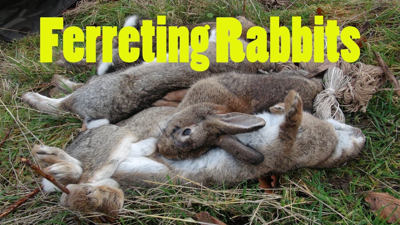 Festive Ferreting - YouTube