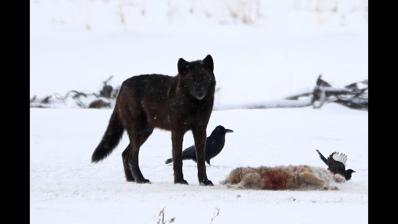 Curious Molly Wolf - Yellowstone - YouTube