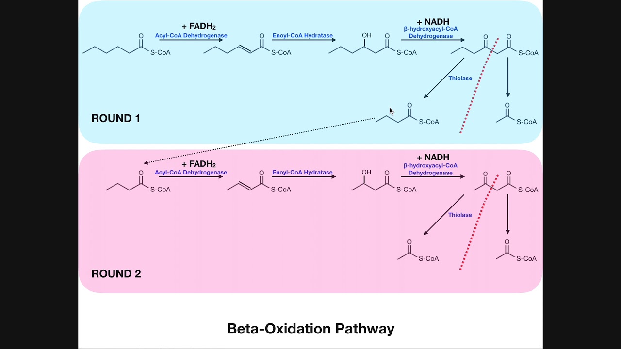BASICS of Fatty Acid Metabolism [Part 2] | Beta-oxidation of Fatty ...