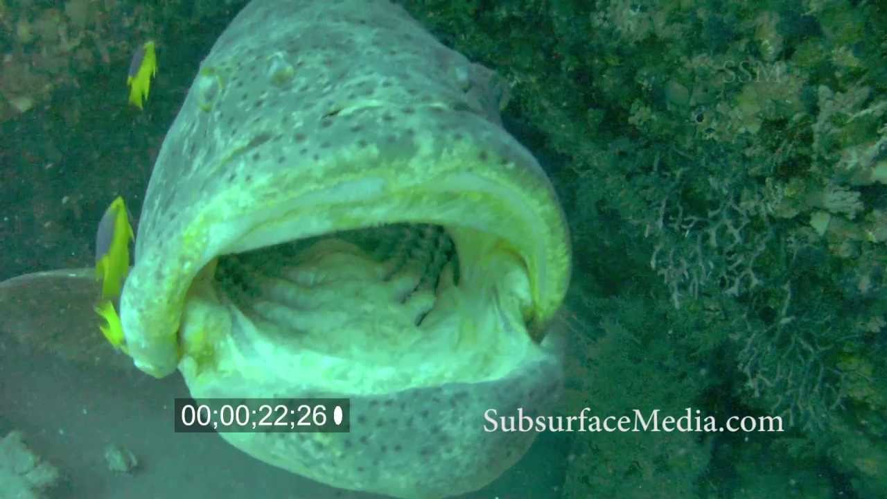 Goliath Grouper at Cleaning Station #1 - YouTube