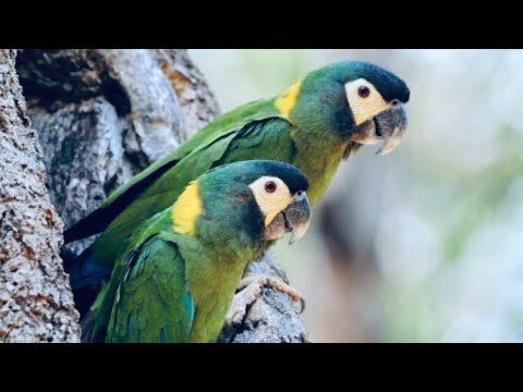 The Yellow Collared Macaw: A Perfect Pet for Beginners