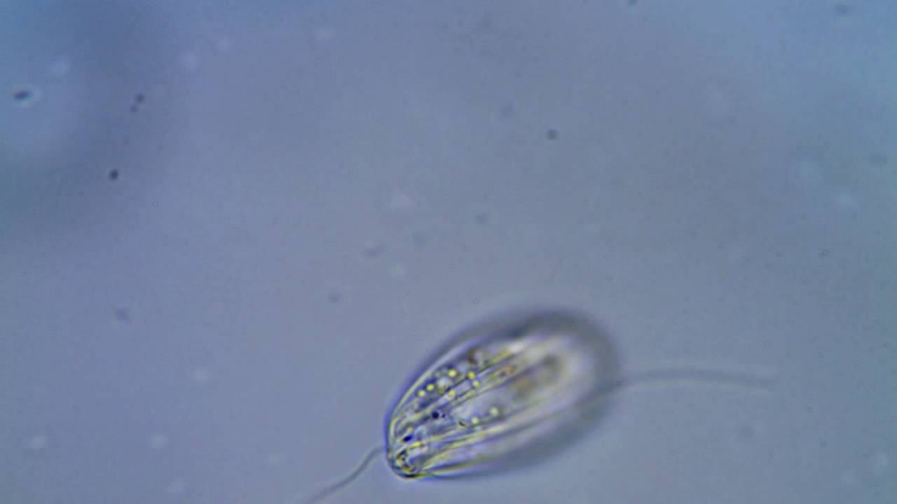 Entosiphon sulcatum - YouTube