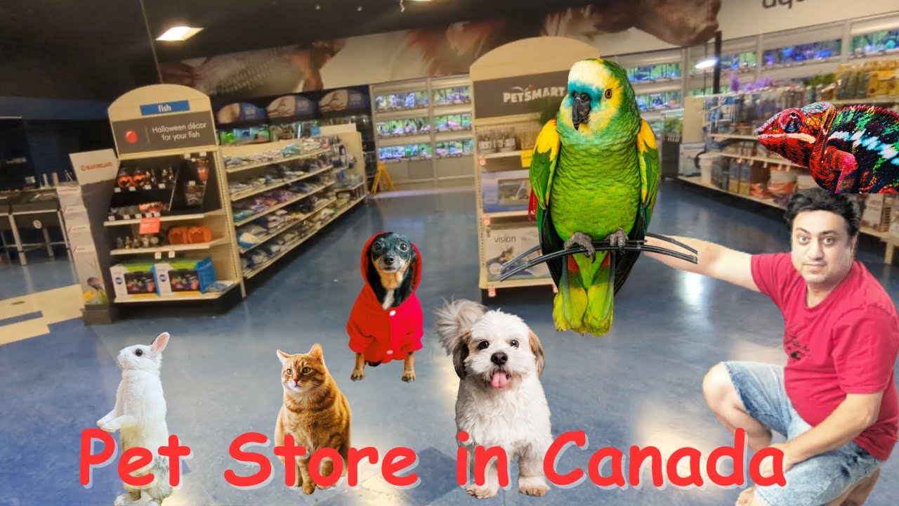 Canada me pet store kaise hote hain? How does the pets stores in Canada ...