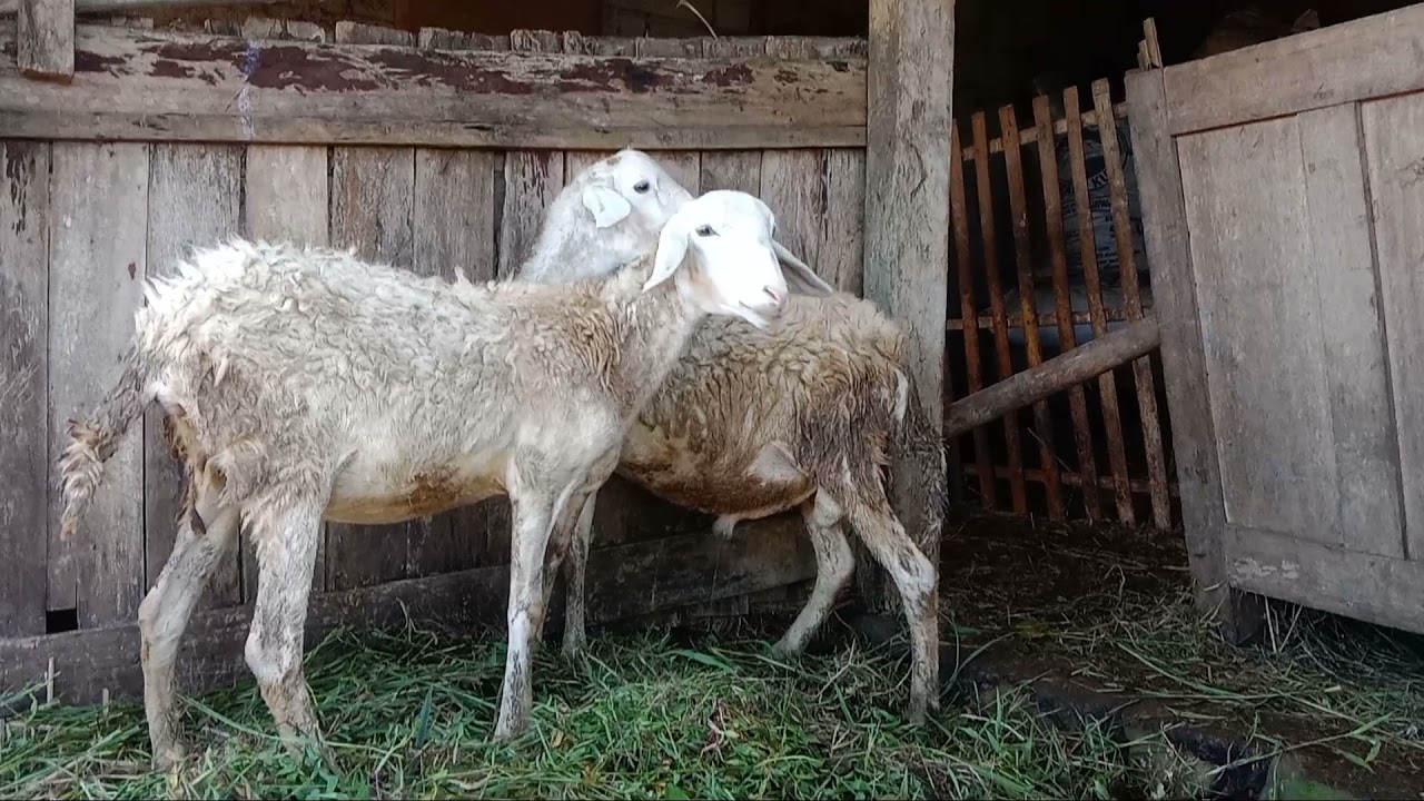 kambing gibas - YouTube