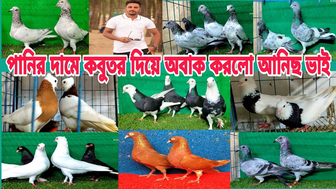 পানির দামে গিরিবাজ কালারিং ও রেসার কবুতর কিনুন Kom dame gribaz racer ...