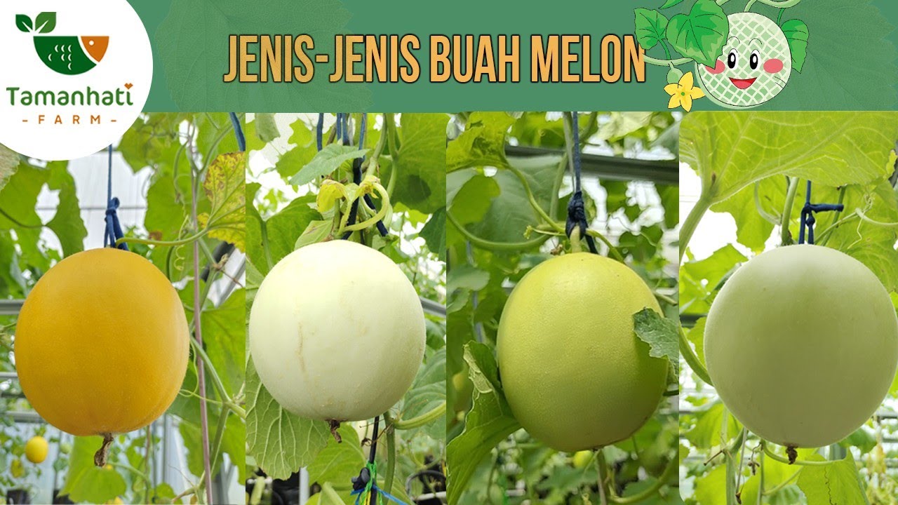 JENIS-JENIS BUAH MELON - YouTube