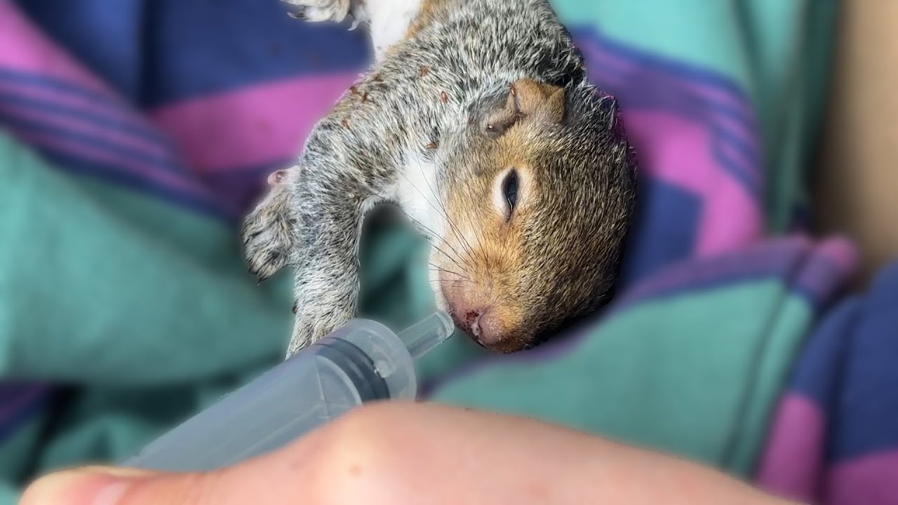...i finally saved a squirrel - YouTube