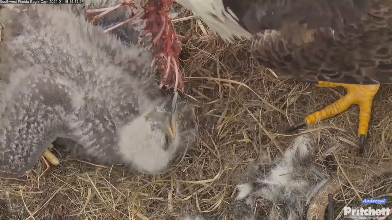 SWFEC 1-18-24. F23 Feeds E23 Leftover UFO, Close View! F23 Close-ups, + a Look at her Feet ...