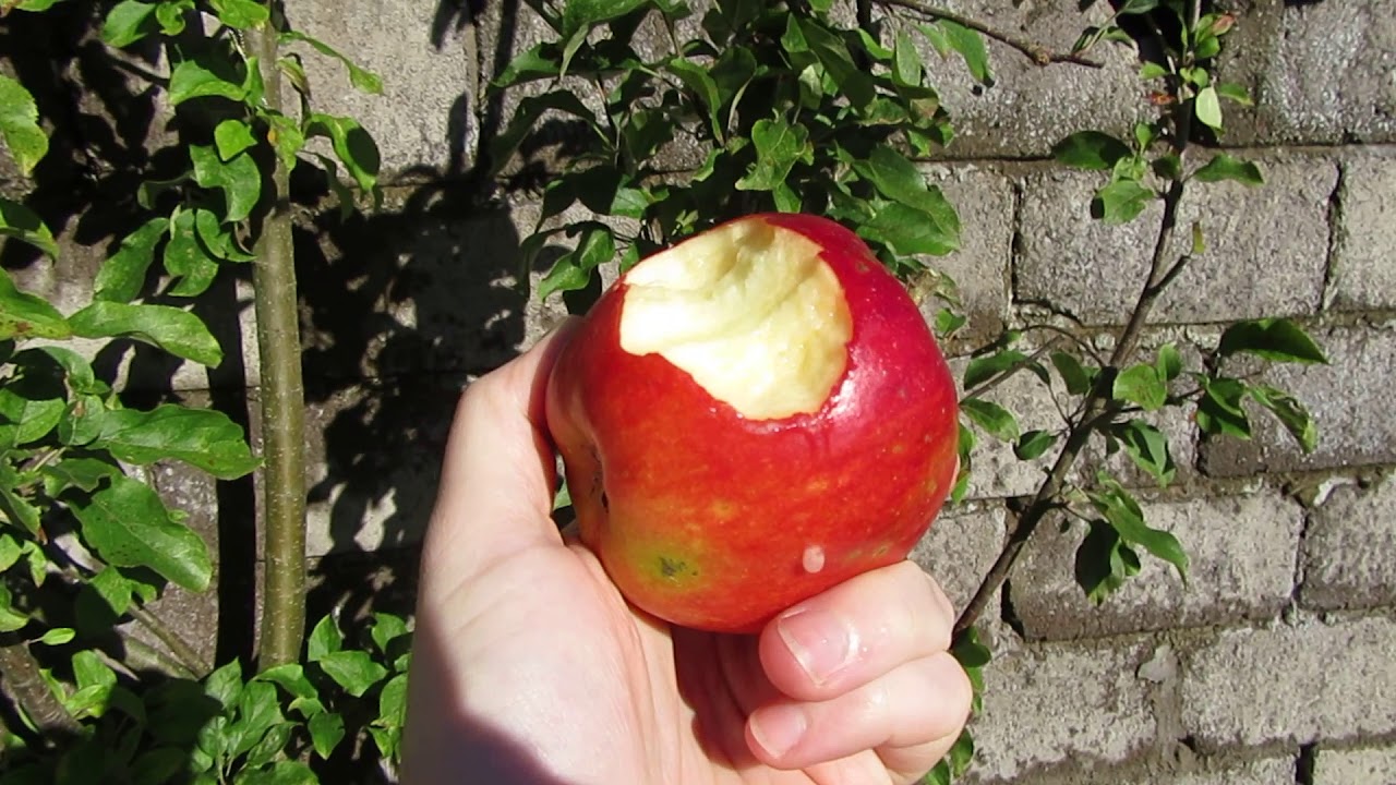 Elstar Apple final review - YouTube