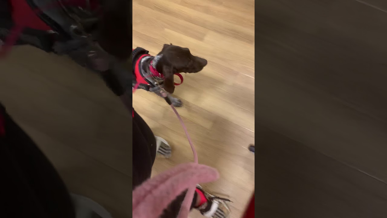 GSP puppy walking on leash heeling service dog training public access ...