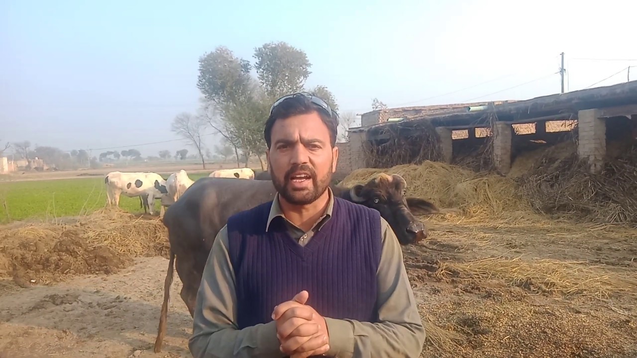 beautiful Neeli Ravi buffalo for sale on YouTube in Pakistan,19-01-2020 ...