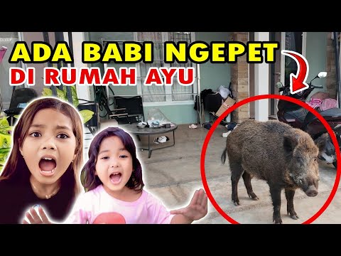 DI RUMAH AYU ADA  BABI NGEPET⁉️😱