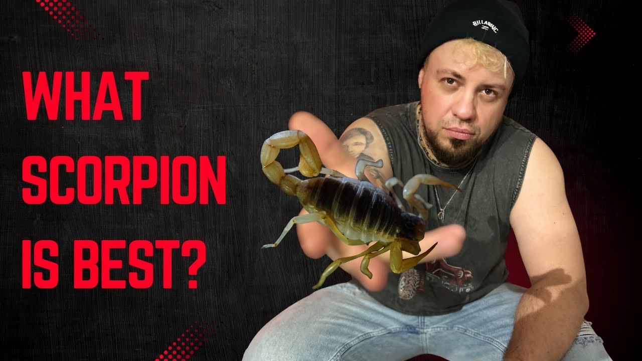 What scorpion species is best for a beginner? | Let's talk #1 - YouTube