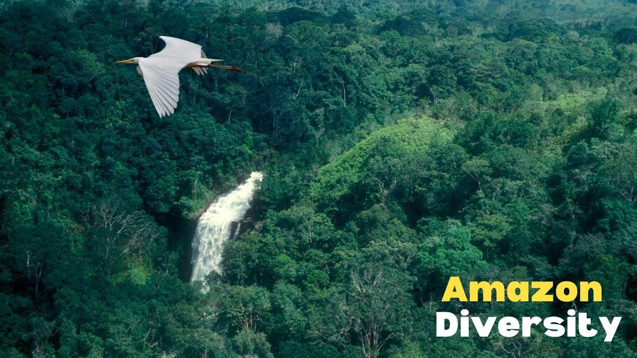 Amazon Rainforest: A Deep Dive into the Biodiversity and Cultural ...