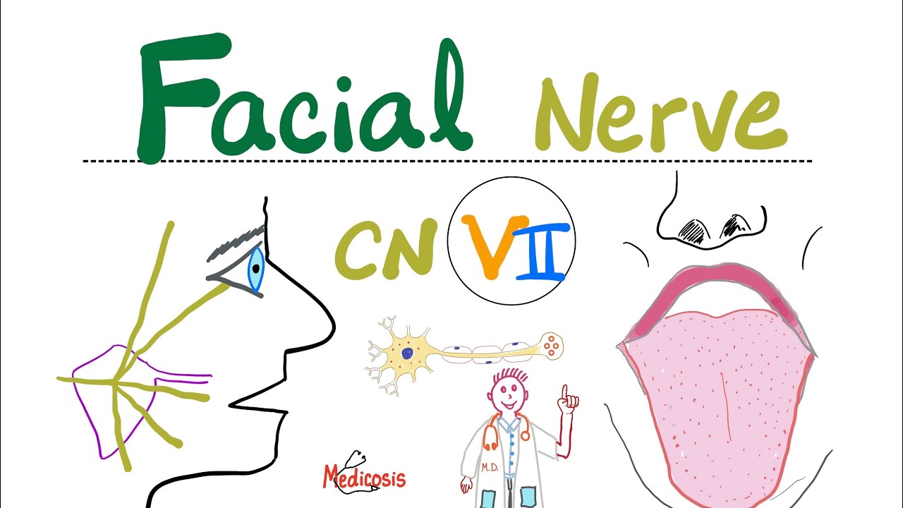 Facial Nerve - 7th Cranial Nerve 7 (CN VII), Chorda tympani ...