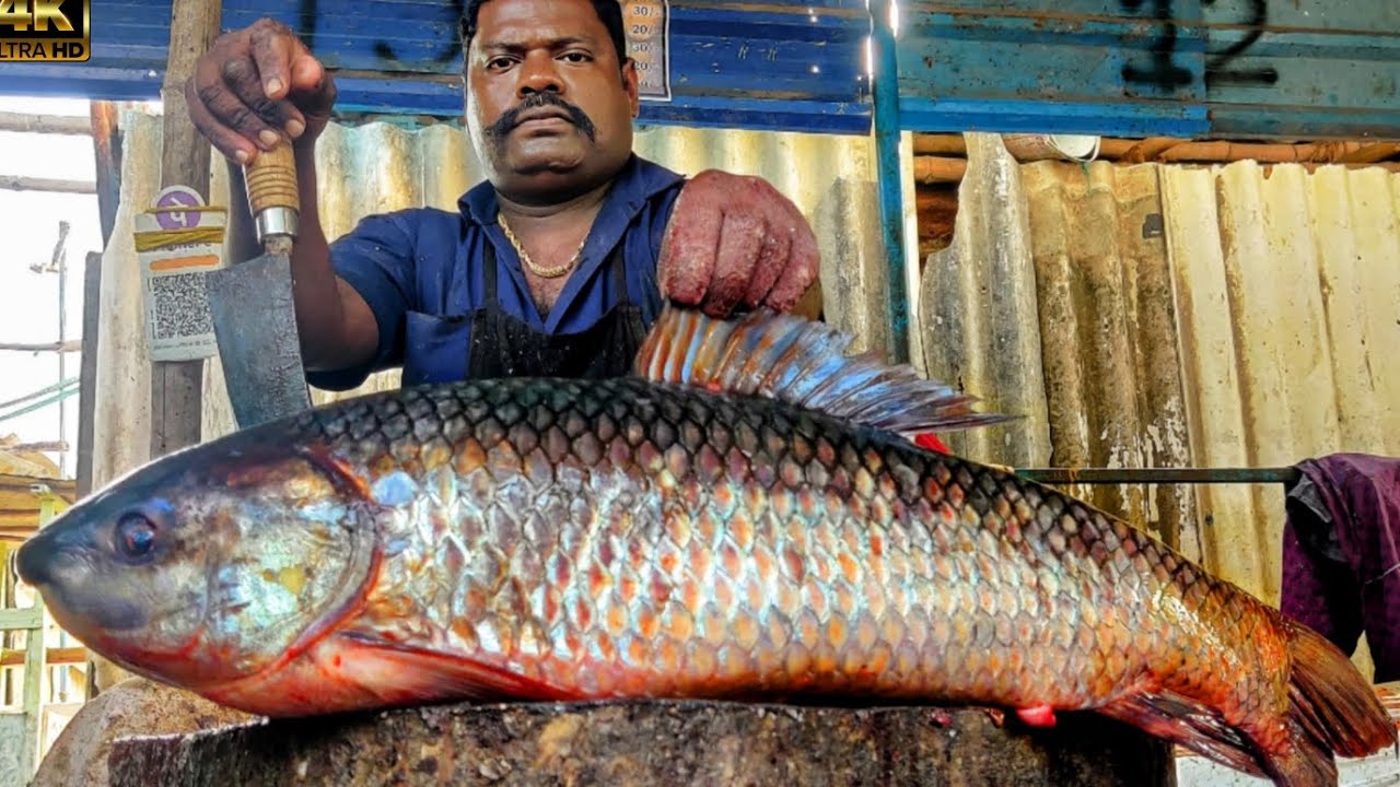 KASIMEDU 🔥 SPEED SELVAM | HUGE KENDA FISH CUTTING VIDEO | 4K VIDEO ...