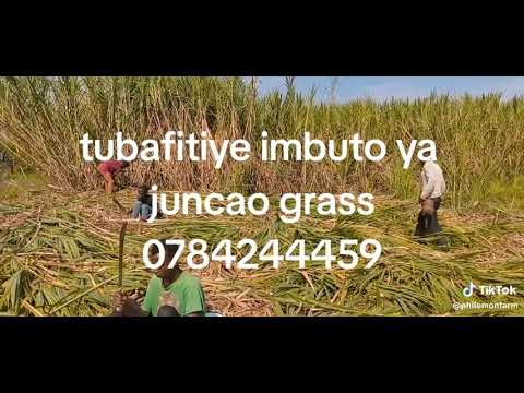 Juncao grass cuttings are available/ imbuto y'urubingo rwa juncao ...