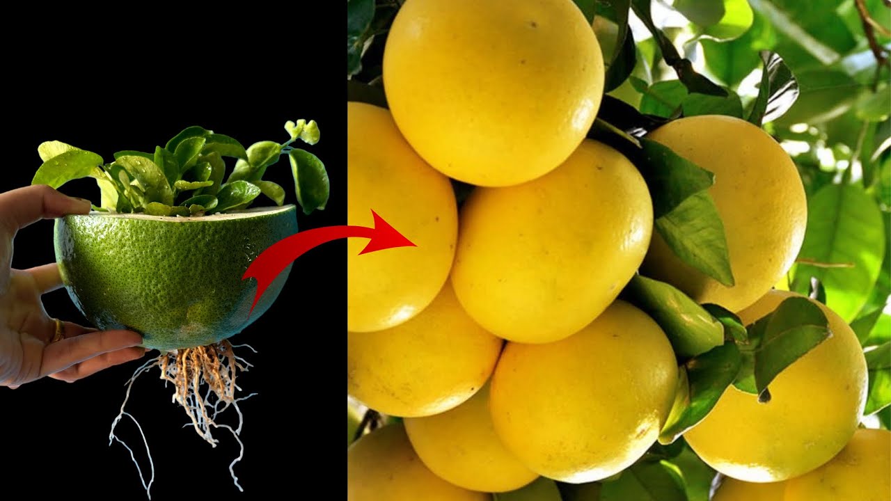 Special Technique for grow Grapefruit with Coca-Cola and Eggs to get ...