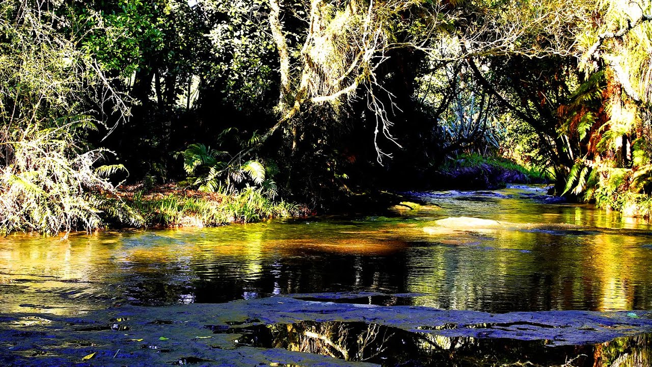 Sunlit Green Stream | 4K Soothing Creek Sounds & Gentle Water Flow ...