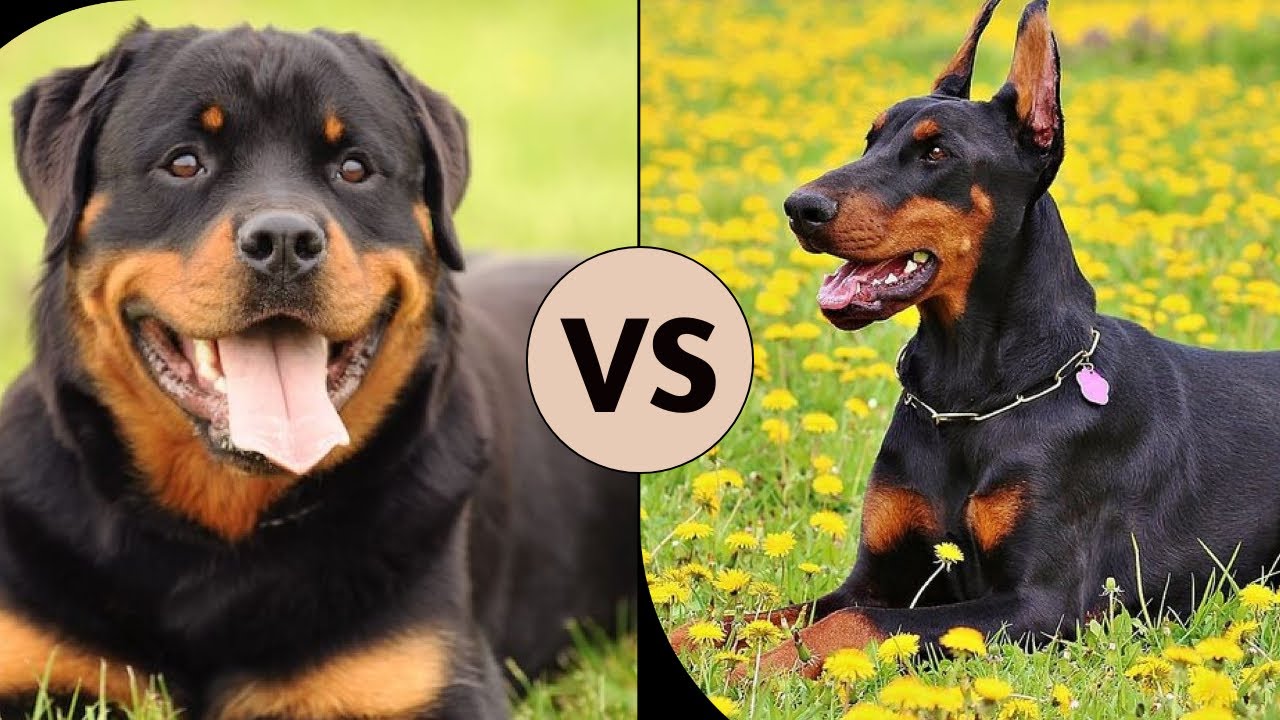 Rottweiler vs Doberman (Comparison) - YouTube