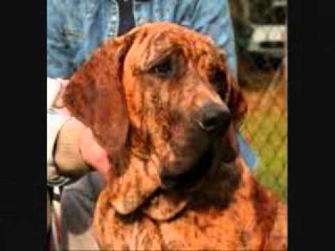 World's Most Misunderstood Dogs. - YouTube