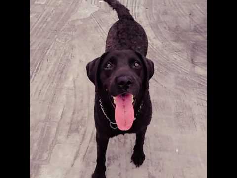 Lebra Dog - YouTube