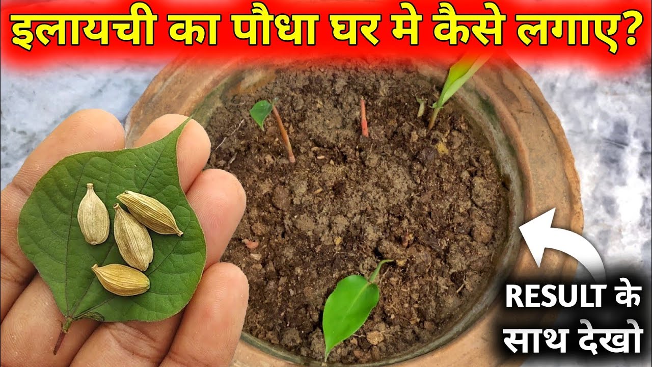 इलायची के पौधे को घर में कैसे उगाएँ | How to Grow Elaichi at Home ...