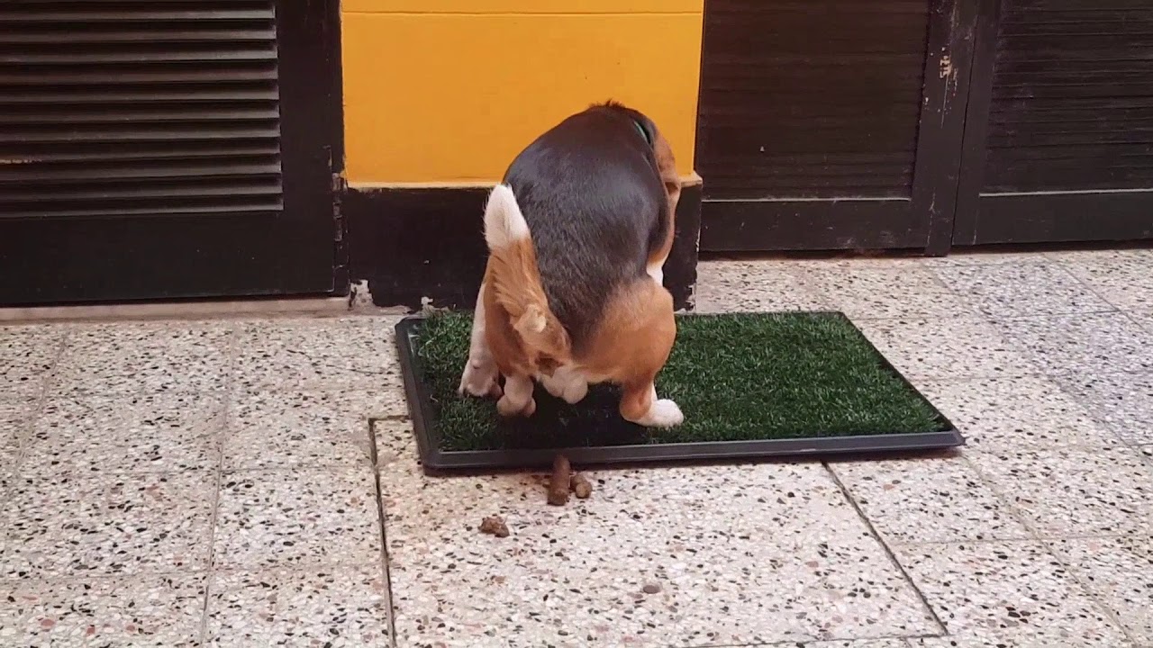 perro cagando en reversa - YouTube