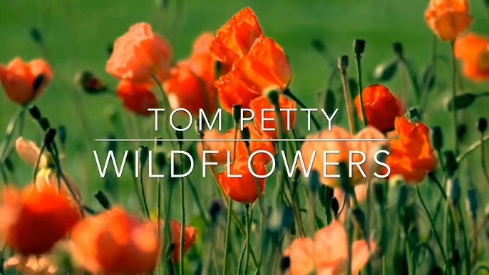 Letras De Tom Petty Wildflowers