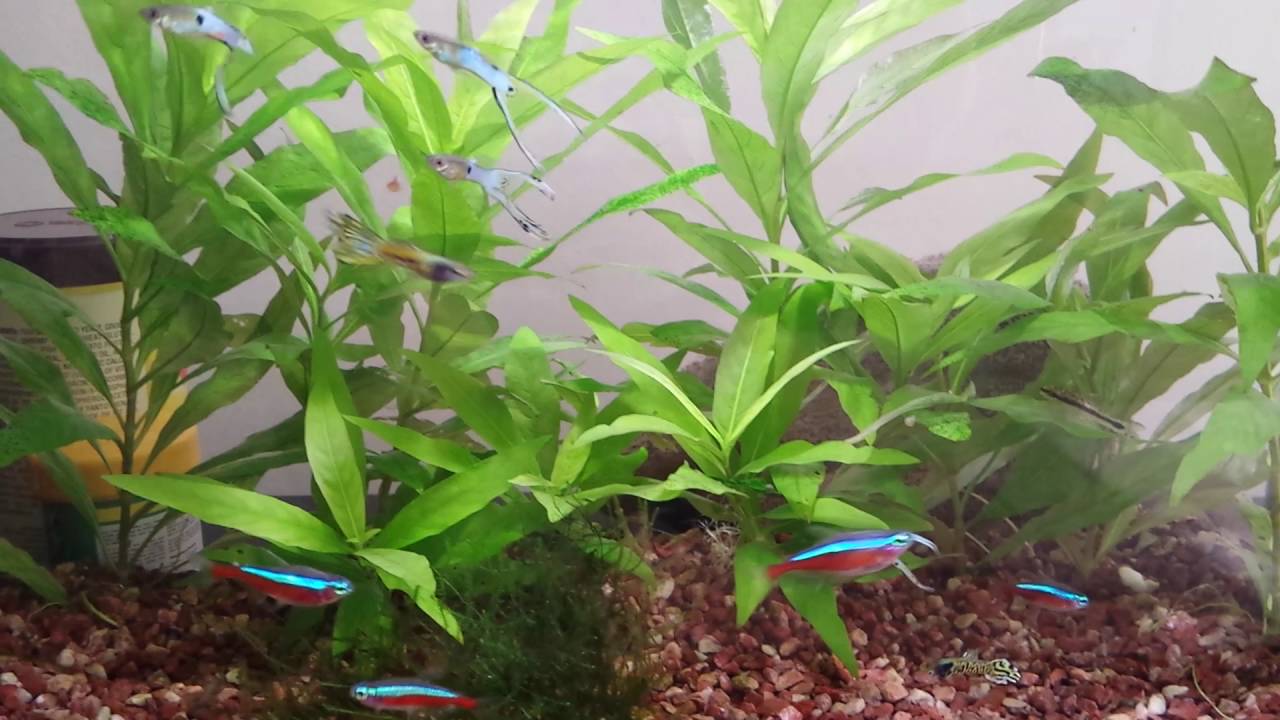Japan Blue and Tiger Endler Tank Community - YouTube
