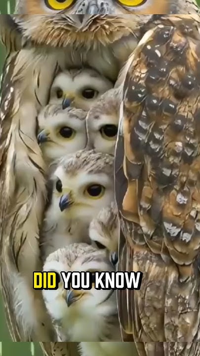Cute Owl #youtubeshorts #cuteowl #shorts #shortvideo #shortsviral - YouTube