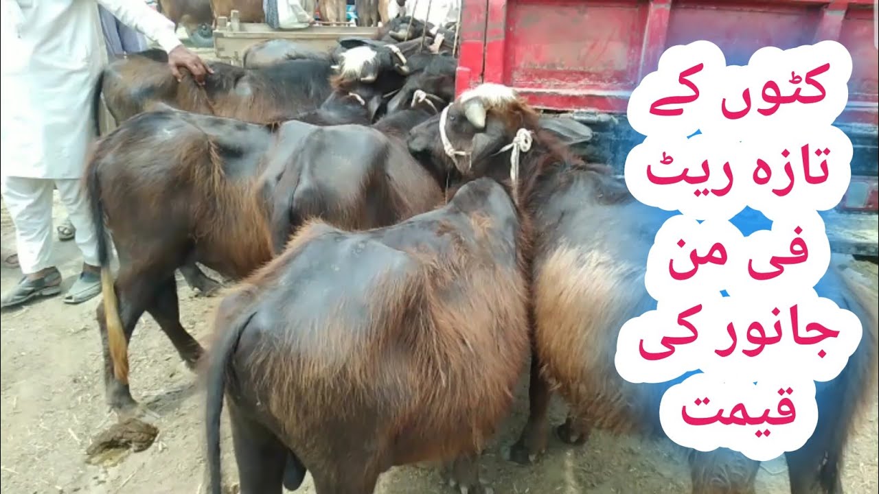 Katta Mandi | Farming ky leaye Kattay | Katta prices | cattle Market ...