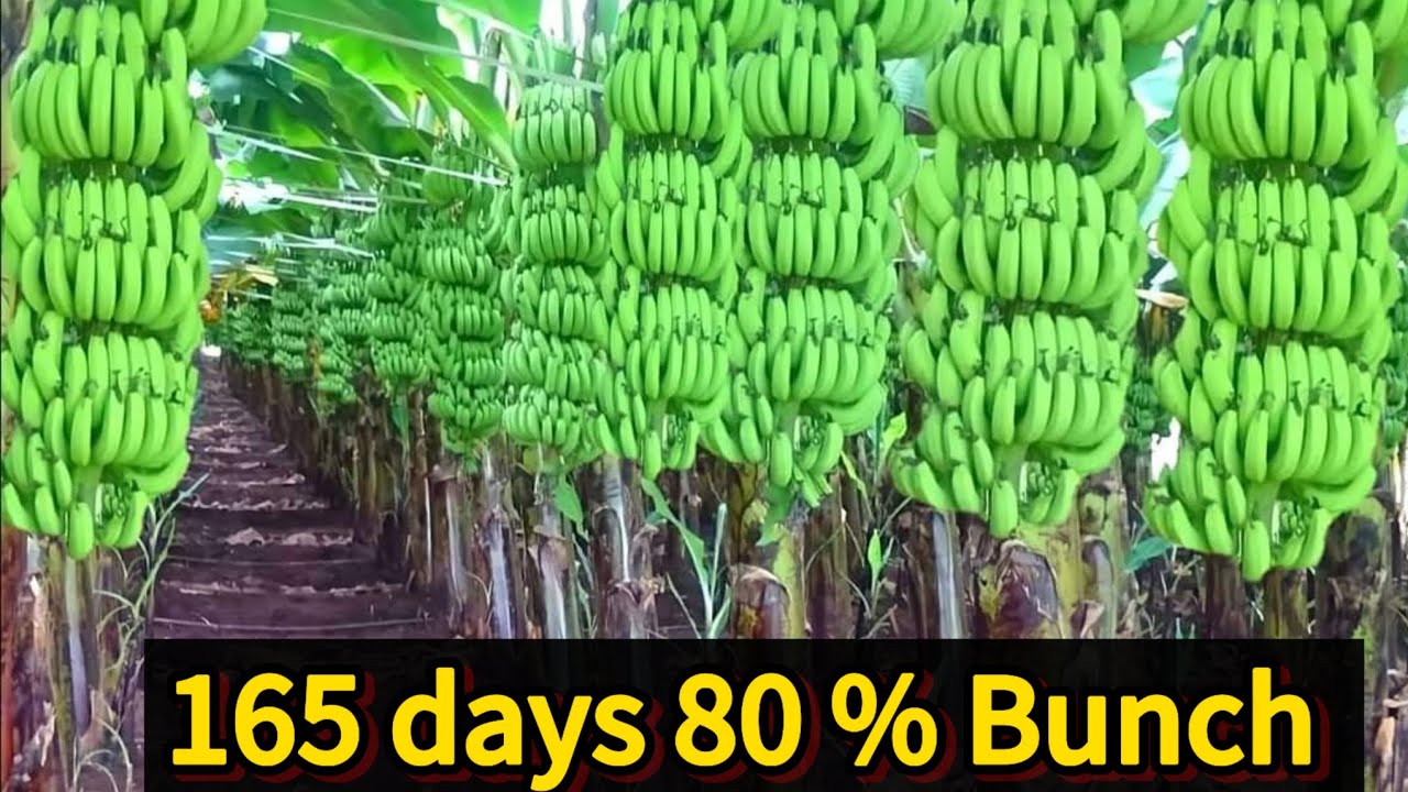 165 days 80% bunch | 165 दिनों में गुणवत्ता एवम विकास कार्य केला खेती ...