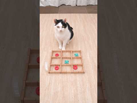 Cat and TIC TAC TOE