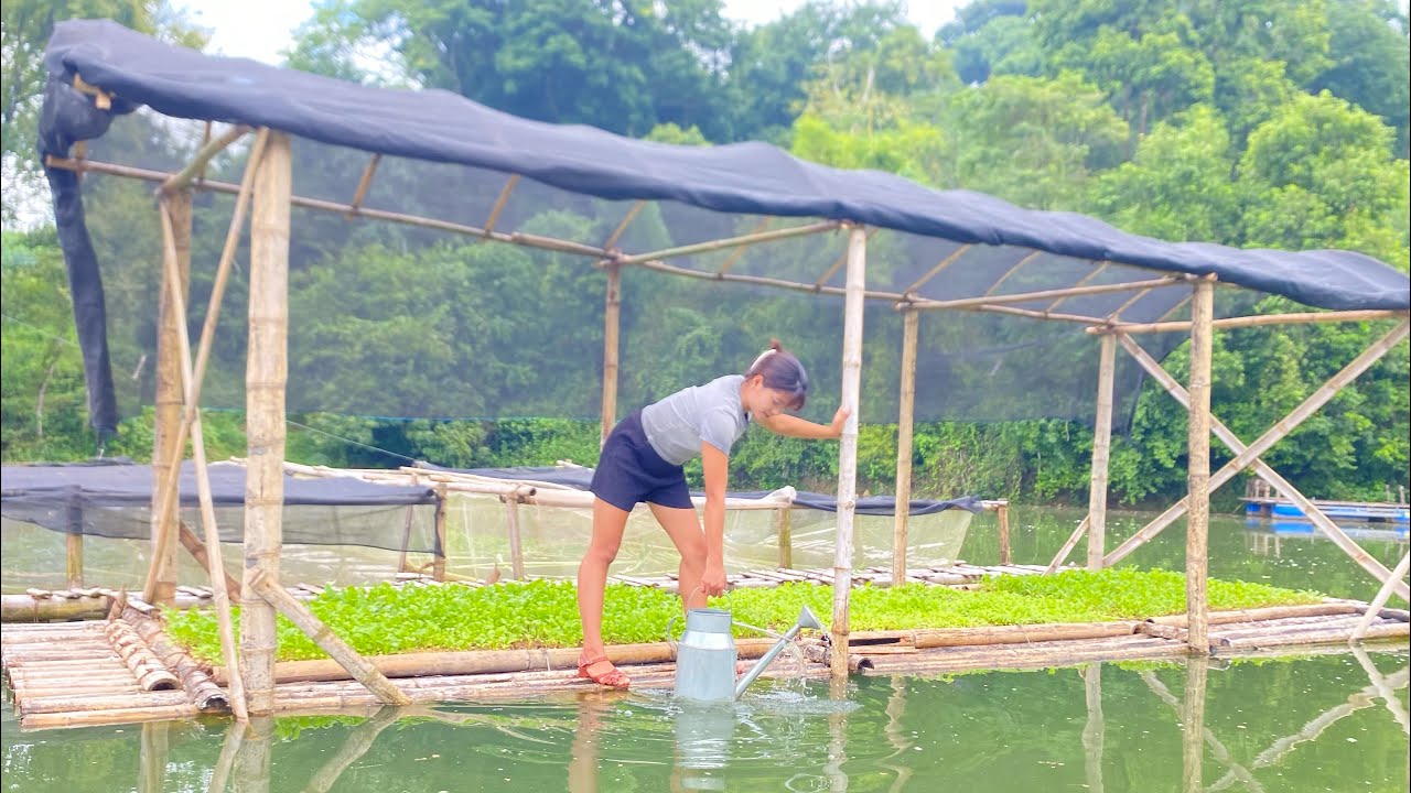 Technical Process and How To Soil Treatment For Planting Vegetables On ...