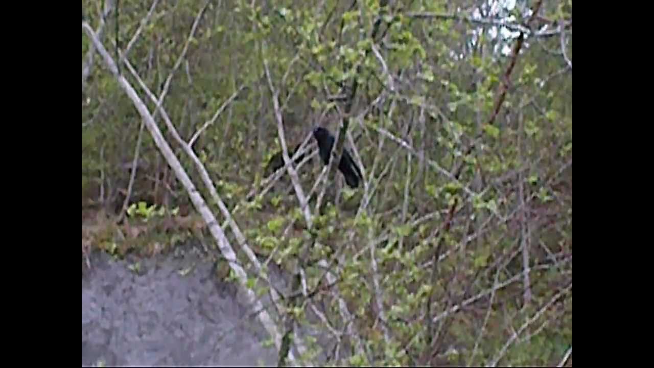 Wild RAVEN crying like a cat... - YouTube