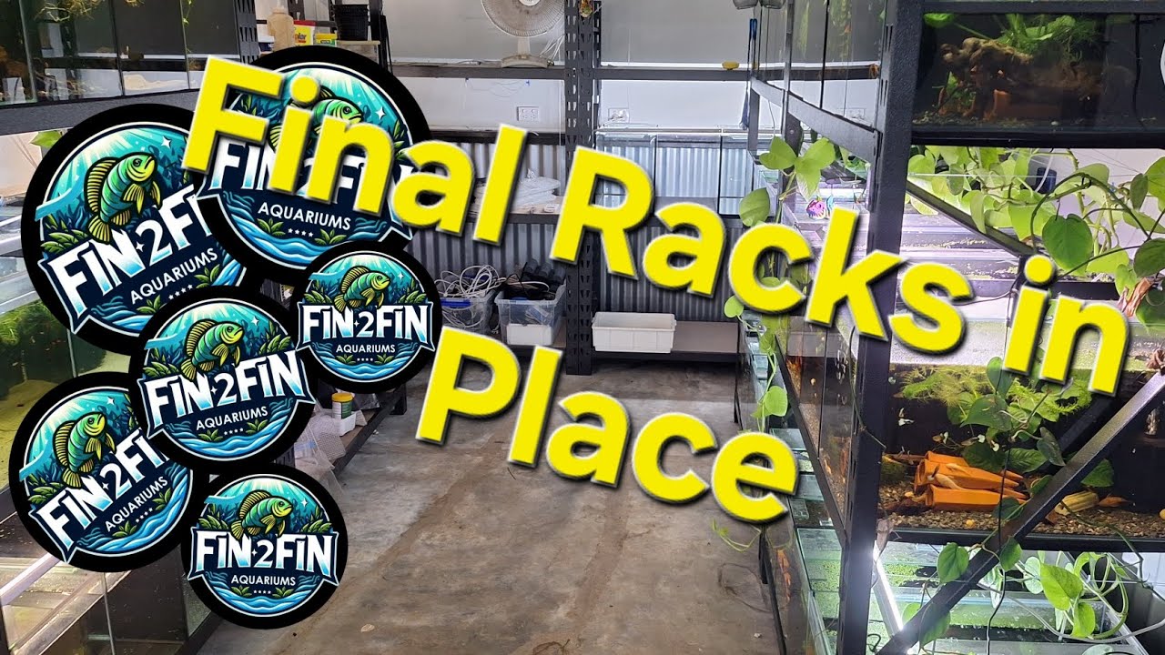 Final 2 Racks Built in the Fish Room, now we need tanks. - YouTube
