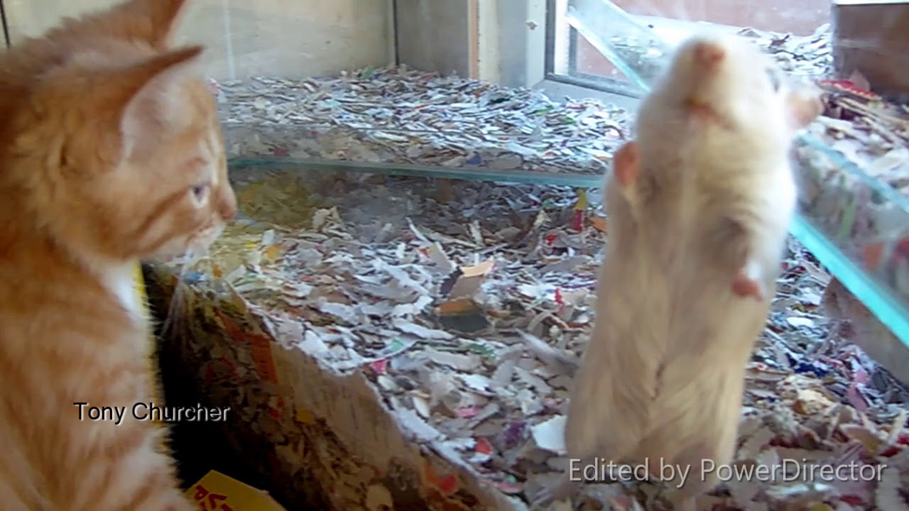 Kitten vs gerbil. Cat playing with gerbils through glass cage. - YouTube