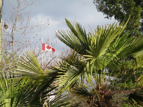 Canadian Flag & Palm Trees blowing in the Wind - YouTube
