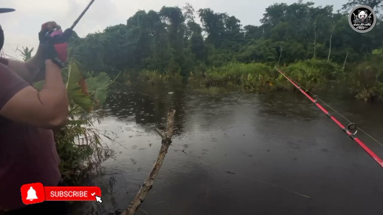 Casting Haruan di batu 4 kuching(Vlog 04) #expertambushxs#expfishing# ...