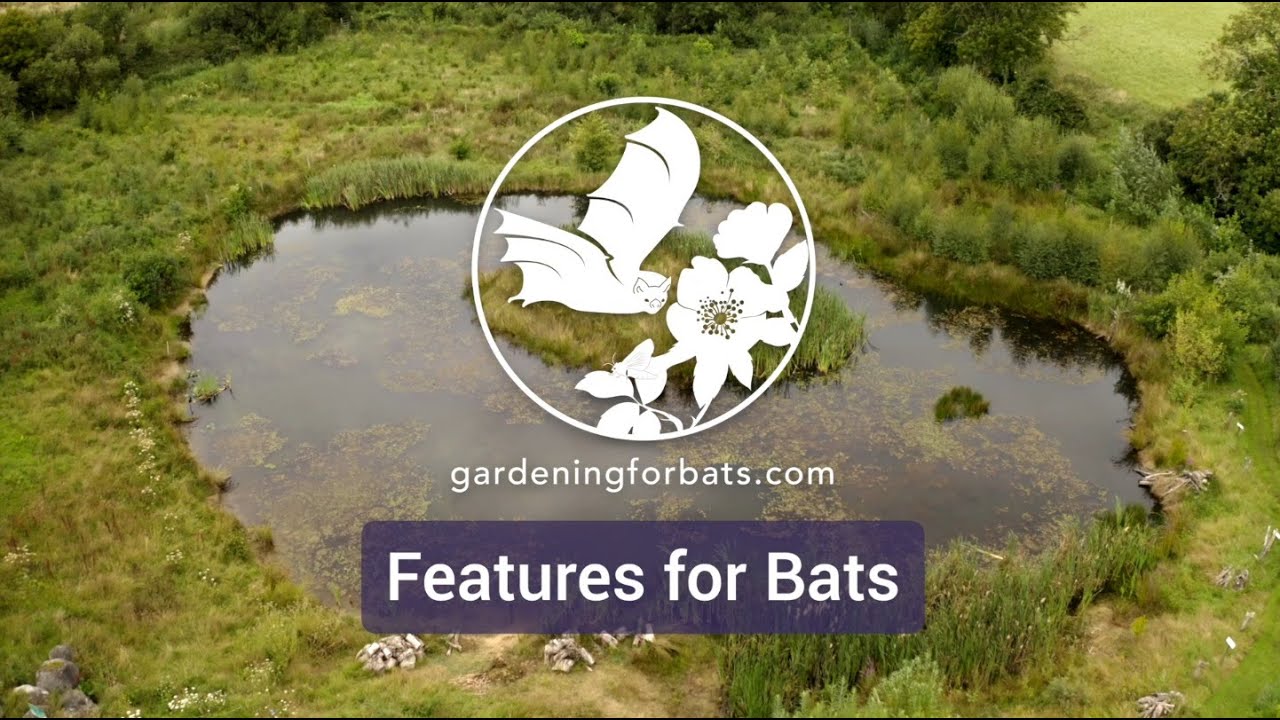 Gardening for Bats: Features for Bats - YouTube