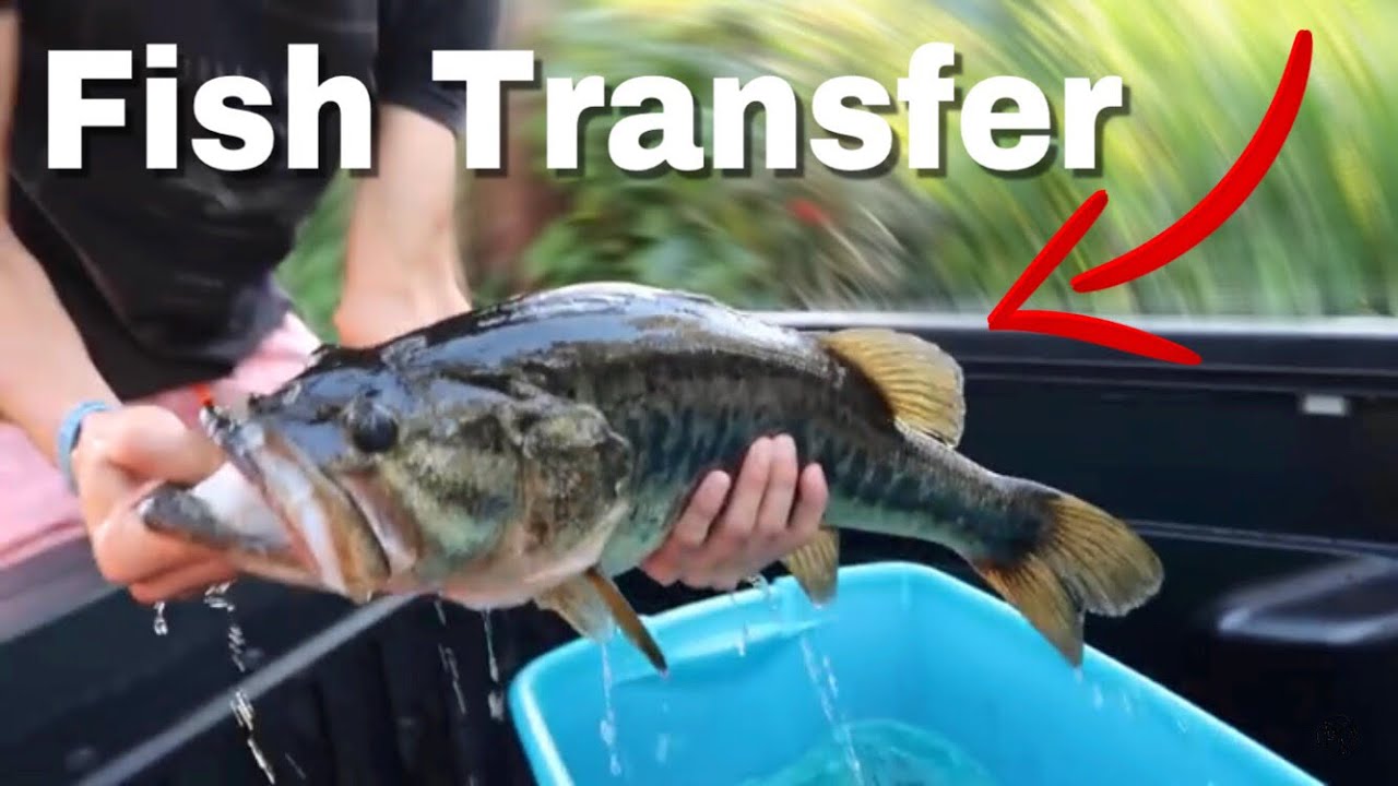 Transfering THUMP (8lb Bass) to a BIGGER Pond... - YouTube