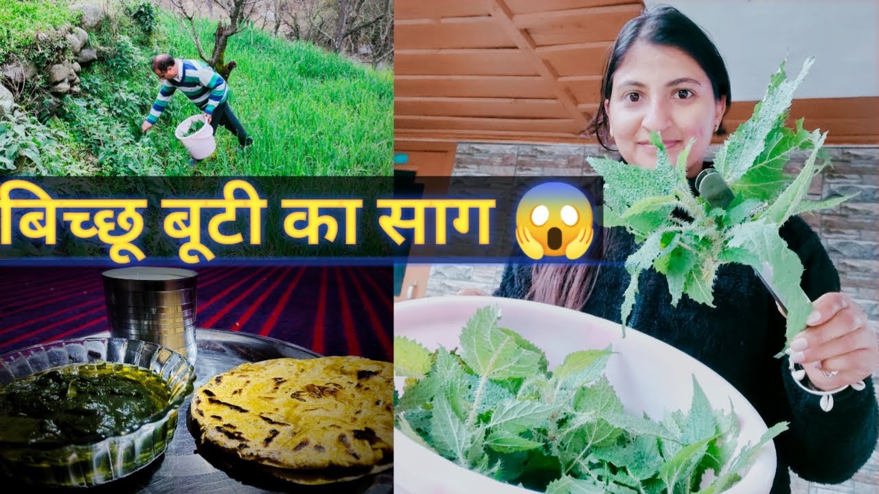 Bichu buti ka saag||Stinging nettle||Makki ki roti||Pahadi Dish||Himachal Pradesh||Varsha Sood ...