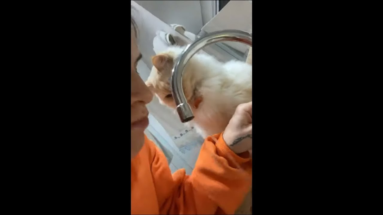 Cat Have a Confused “How Did You Do It?” Look at Owner - YouTube