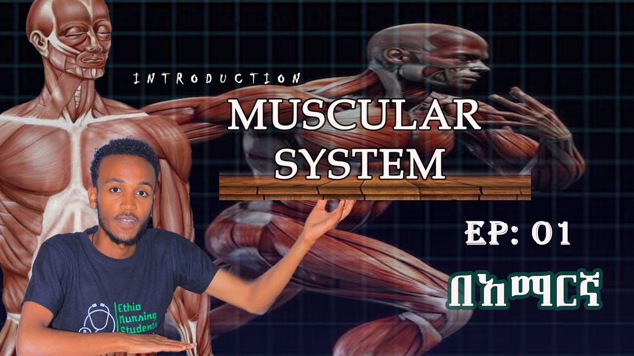 Anatomy Muscular System Intro Ep: 01 - YouTube