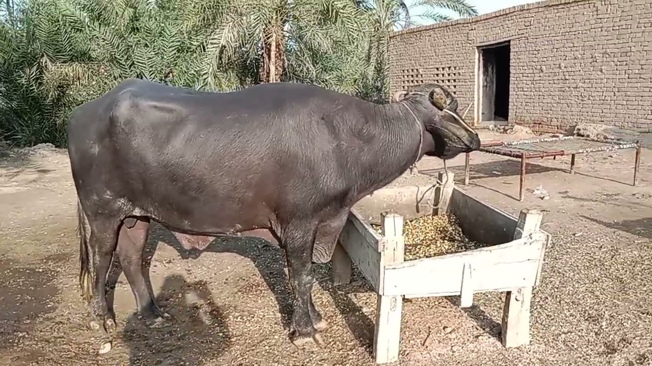 Bhensa of blue generation - YouTube