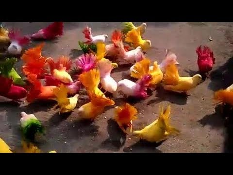 Allahın möcüzəsi gözəl göyərcinlər SüphənAllah 27.06.2019